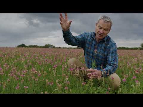 SHORT INTRODUCTION TO SAINFOIN