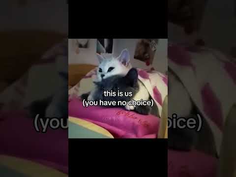 Send This To Your Girlfriend / Boyfriend🥰 #cute #couple #love #memes #meme #cat #cats #relationship
