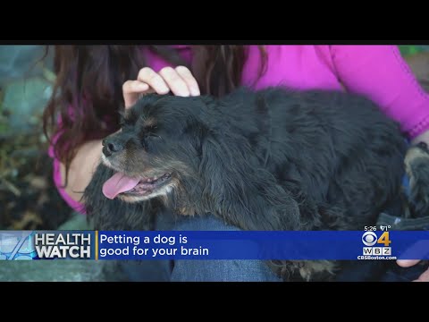 Petting a dog is good for your brain, research shows