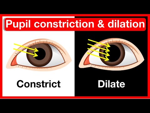 Why do pupils change size? 👁️ | Pupil constriction & dilation | Easy learning video