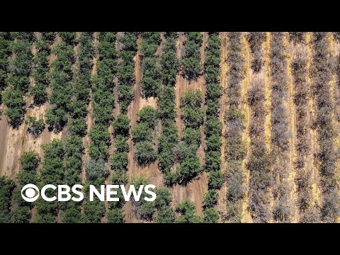 Study predicts global crop yields will diminish as temperatures rise
