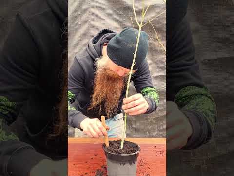 Japanese maple from seed