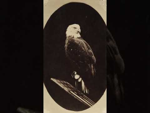 Old Abe: The Original Screaming Eagle #shorts
