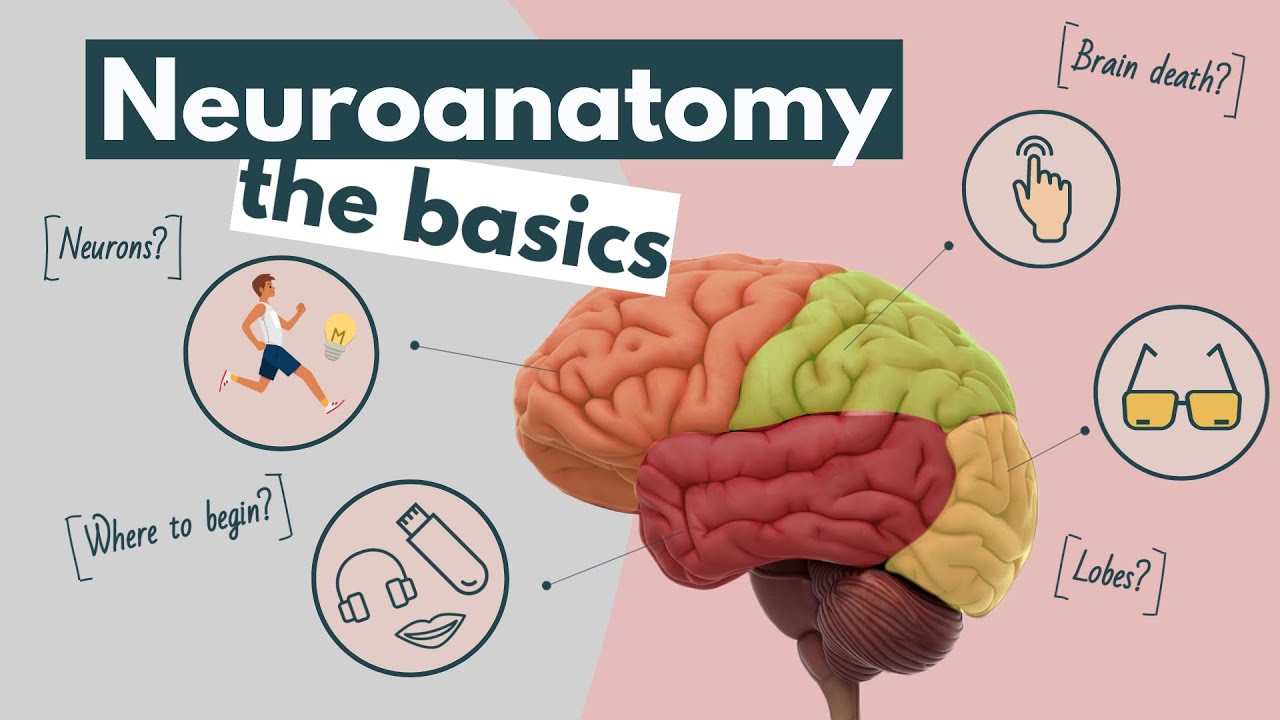 Brain anatomy and function, an overview | Neuroscience basics