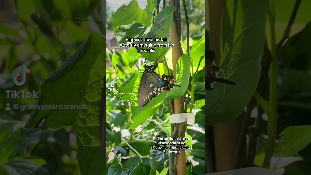 Pipevine Swallowtail at Groovy Plants Ranch