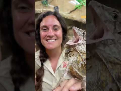 Frilled Lizard Jumps on My Face! π³π¦