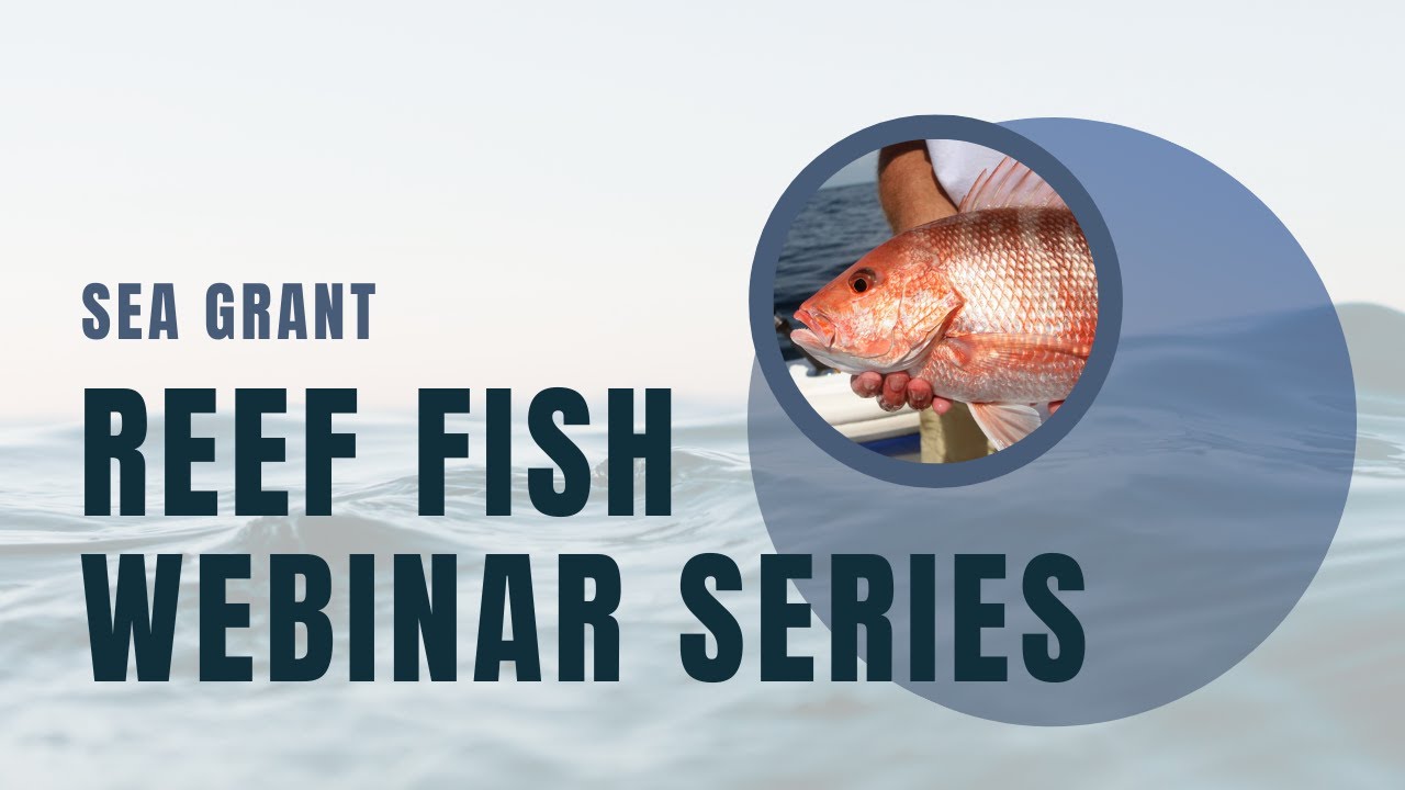 Sea Grant Reef Fish Webinar Series: The South Atlantic Red Snapper Research Program
