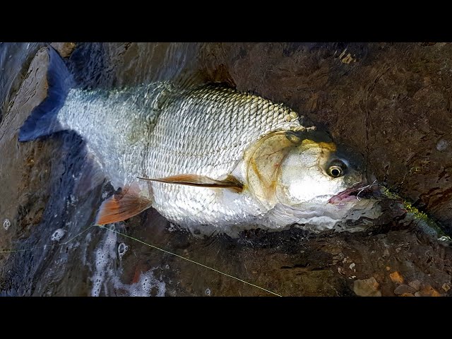 Strijelka (ne)uhvatljiva riba - Praktični Ribolov