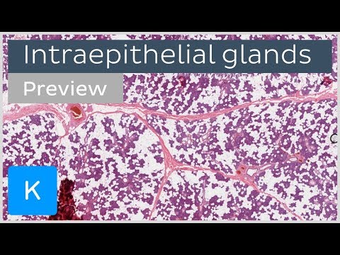 Intraepithelial glands: cells and functions (preview) - Human Histology | Kenhub