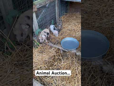 Animal Auction little pigs 🐷 #minipigs #pigs #farmanimals