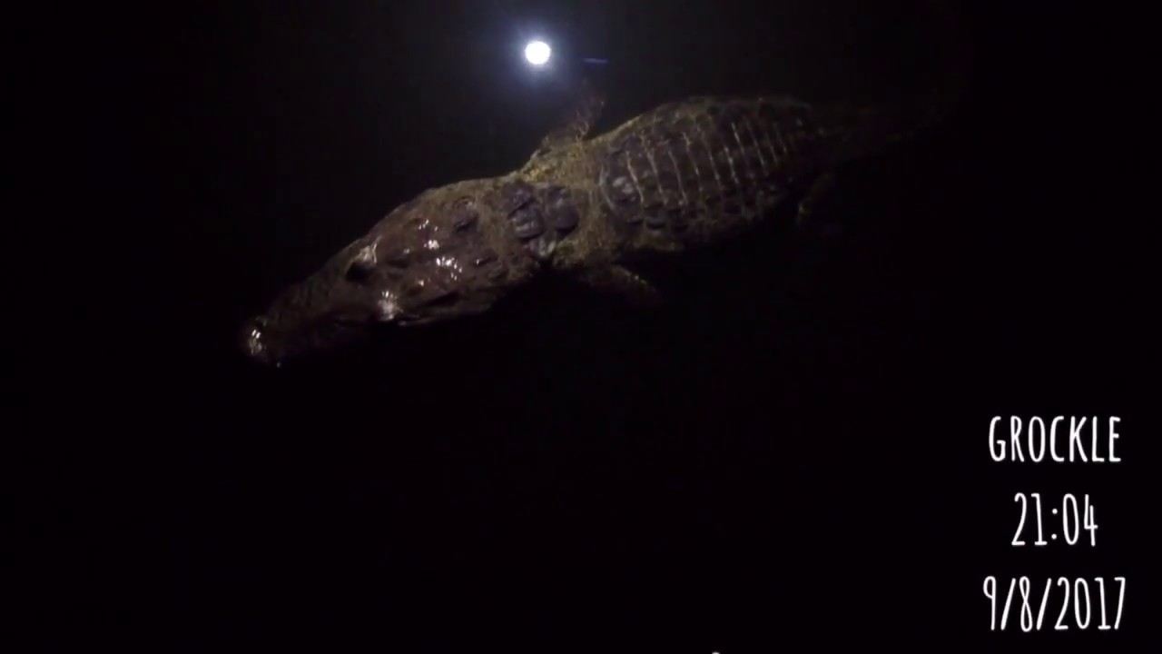 Morelet’s Crocodile: The Footage