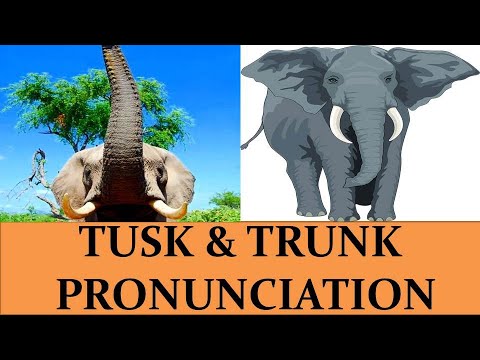 How to Pronounce Tusk || How to Pronounce Trunk || English Pronunciation