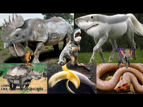 Top 10 insane and bizarre cases of Genetic Engineering