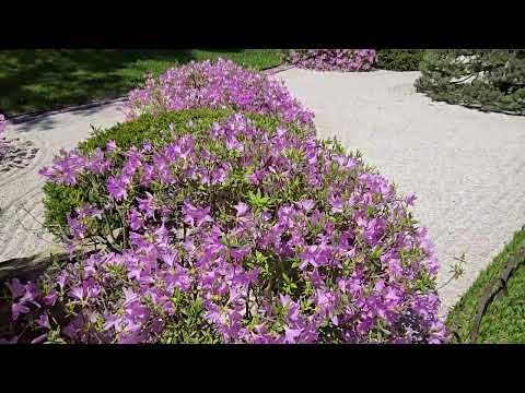 Spring at the Japanese Garden in the Missouri Botanical Gardens #ASMR #asmrvideo