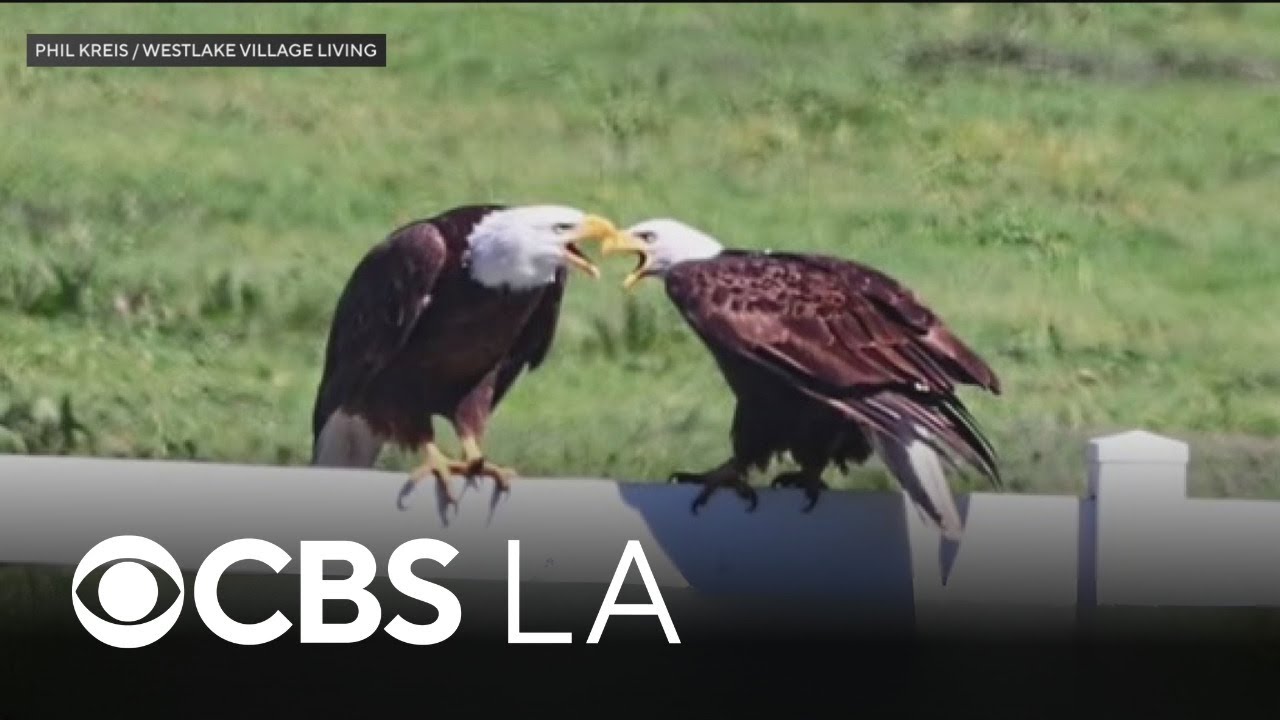 Thousand Oaks man documents lives of local bald eagles through photography