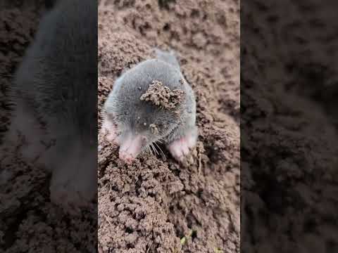 Nature's Tunneling Experts: How Moles Dig Their Homes