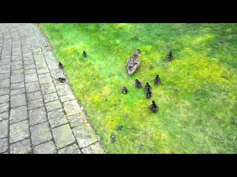 TEN LITTLE DUCKLINGS FOLLOWING MOTHER.