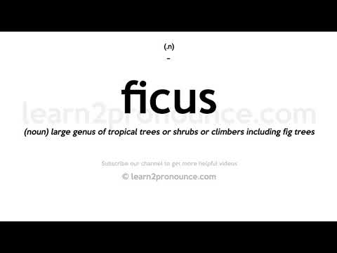 How to pronounce Ficus | English pronunciation