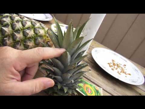โน PINEAPPLE CHALLENGE | Ananas comosus | Part 1