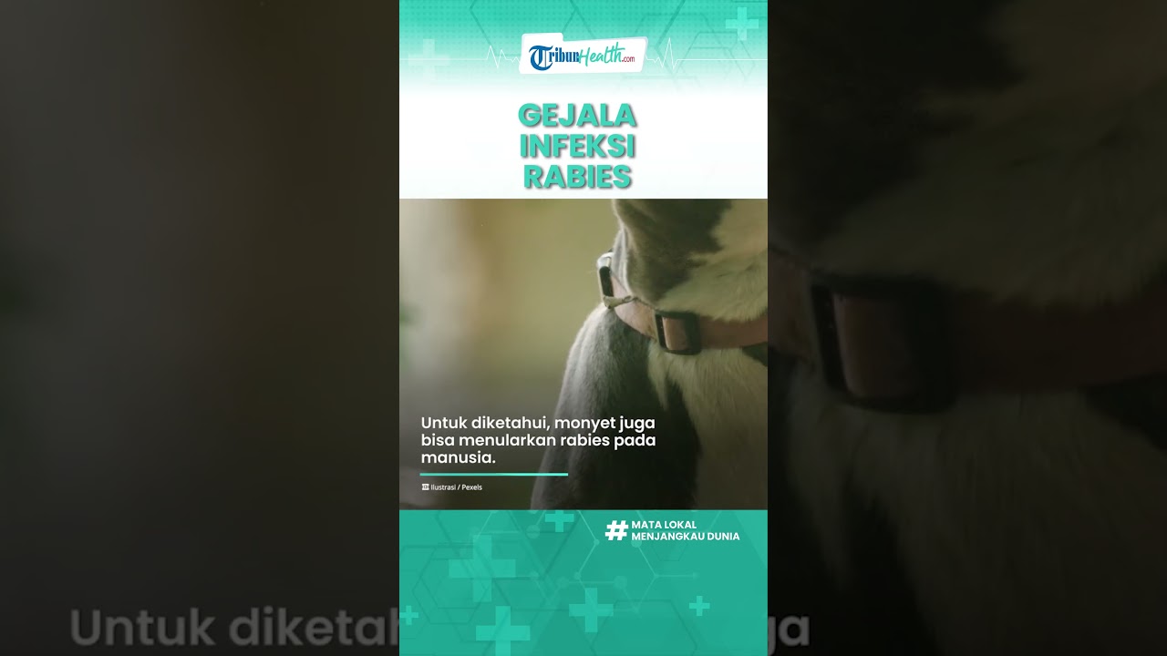Mengenal Gejala Infeksi Rabies pada Manusia, Demam hingga Takut Cahaya ...