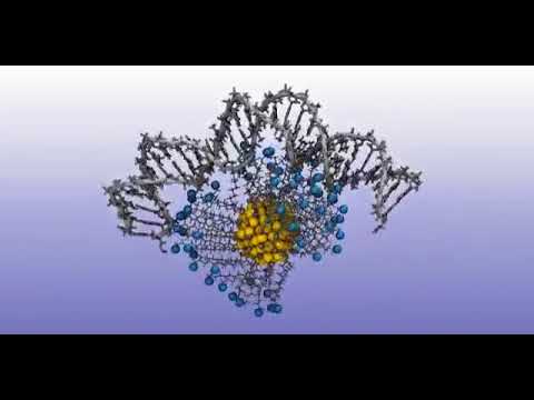 Charged Ligand Functionalized Gold Nanoparticle Binding to Double Stranded DNA