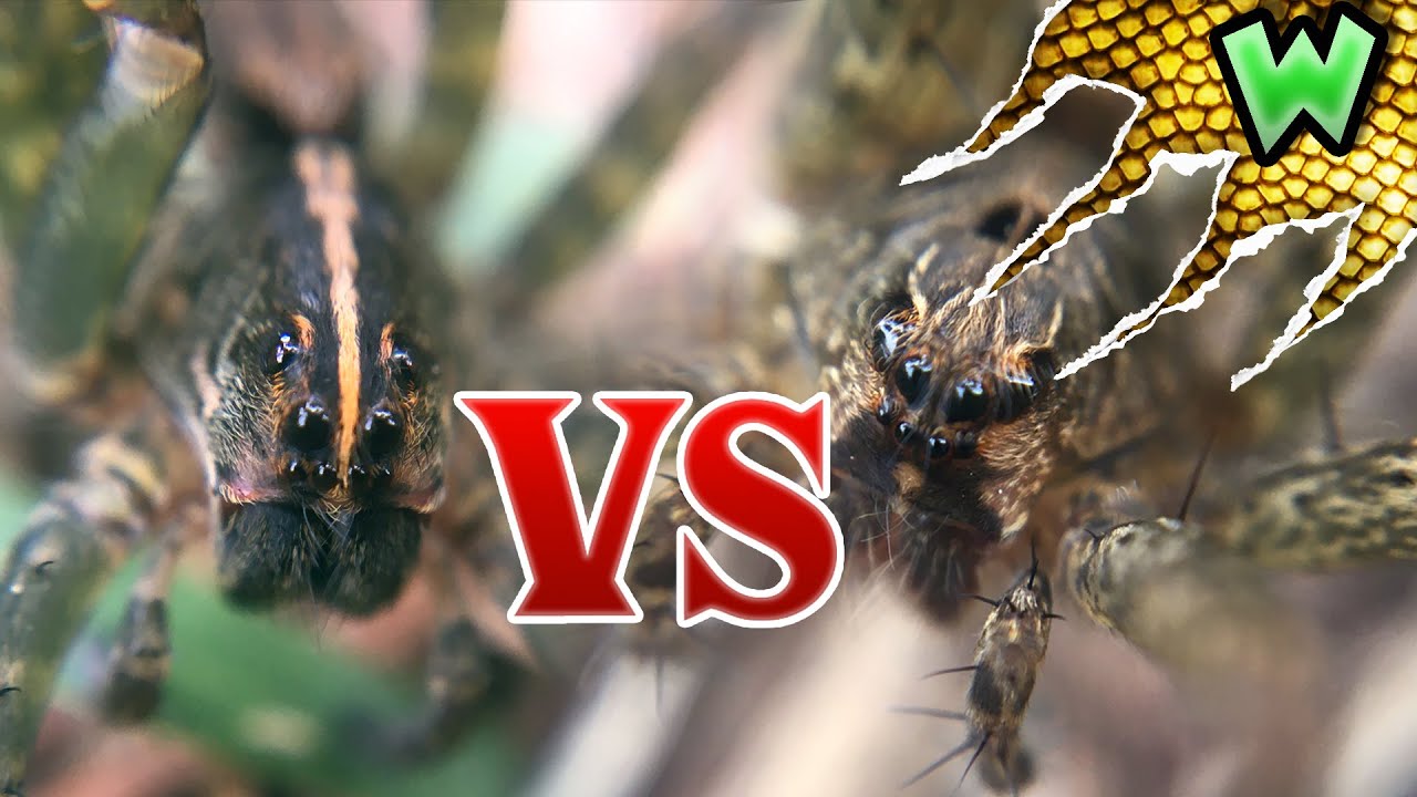 Wolf Spider VS Fishing Spider... What's the Difference?