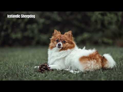 Animals That Start with I