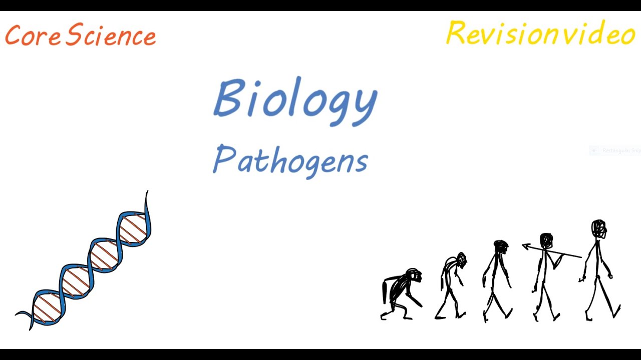B1: Pathogens (Revision)