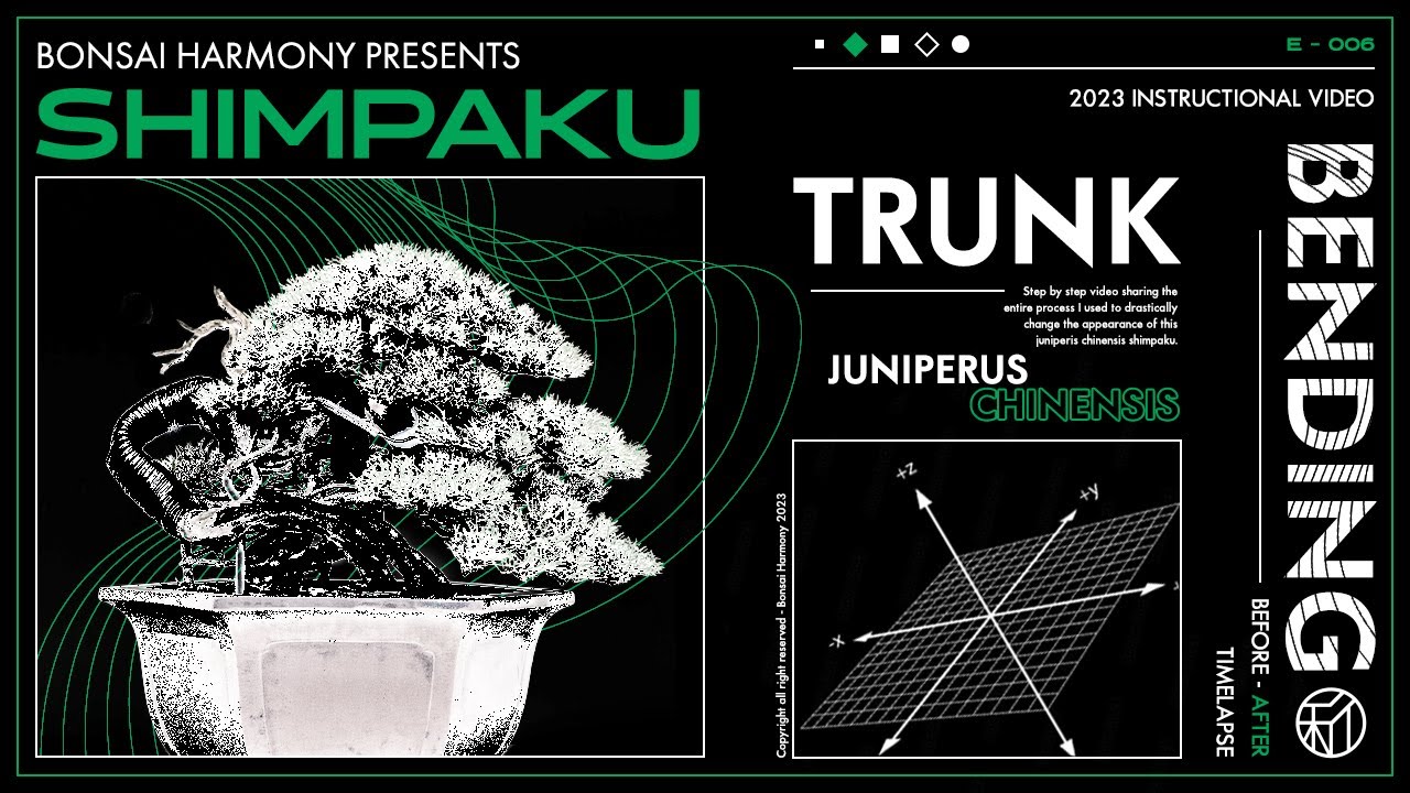 Juniper Bonsai Extreme Trunk Bending