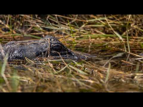 Alligators and Rockets: Sharing the Kennedy Space Center / DAILY March 18, 2020