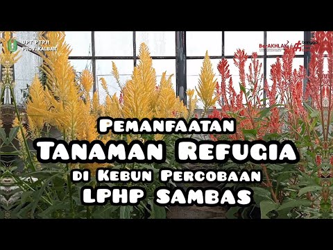 Pemanfaatan Tanaman Refugia Di Kebun Percobaan LPHP Sambas