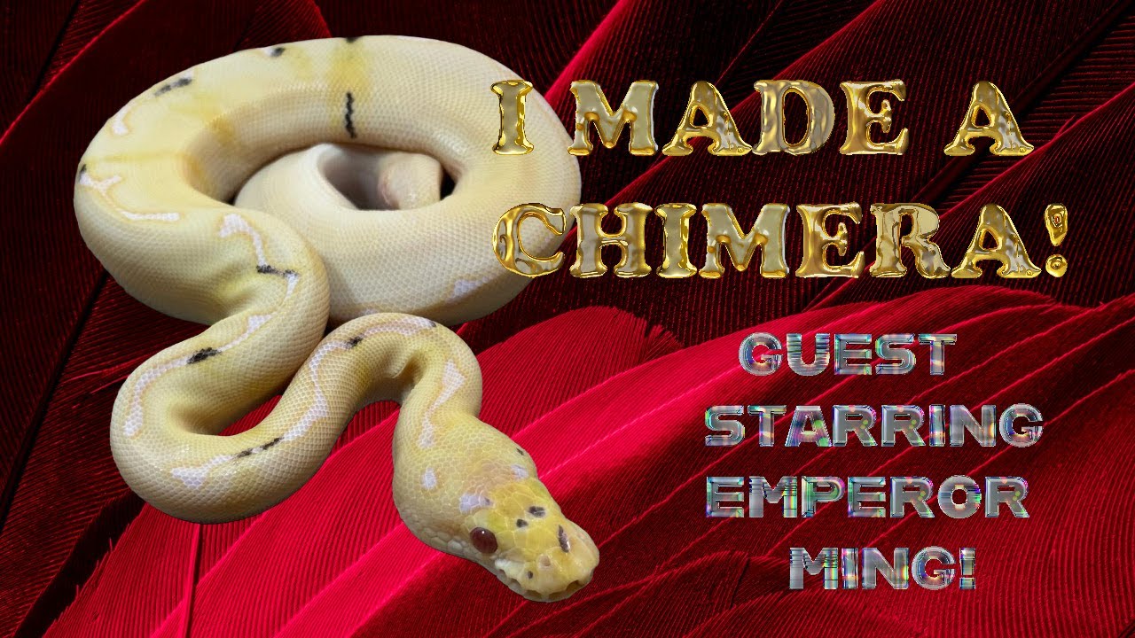 I made a Chimera! - All Reptiles - MorphMarket Reptile Community