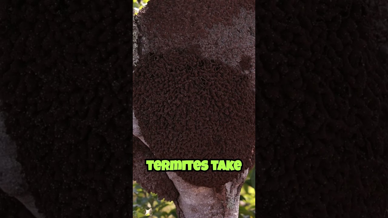 The Ultimate Builder: Beaver, Termite or Spider? 🏗️ #AnimalArchitects #WildlifeFacts #NatureBuilders