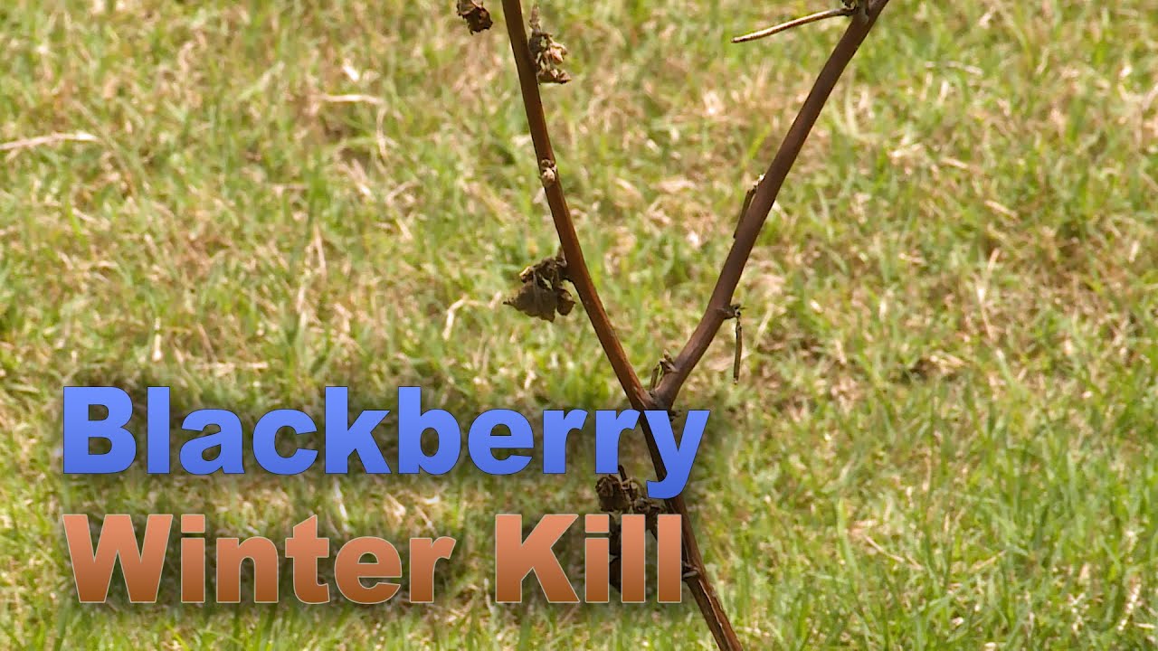 Blackberry Winter Kill– Garden Notes