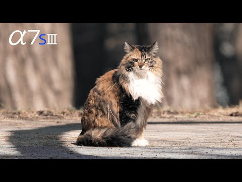 Sony a7S III | 4K 120fps 10bit😼