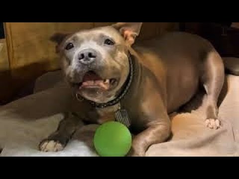 Bodie Telling a Heart Felt Story About Her New Ball