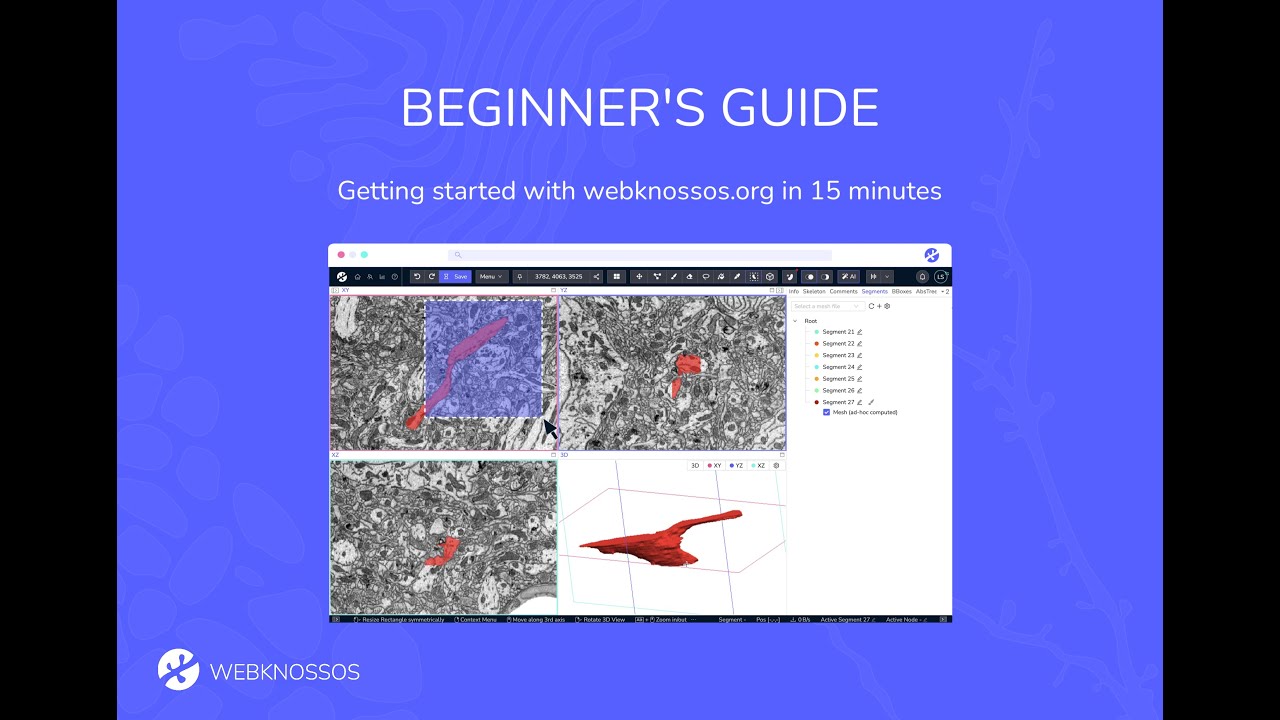 WEBKNOSSOS Beginner's Guide