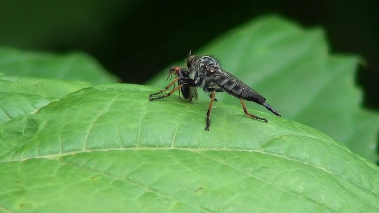 Robber Fly (Asilidae: Promachus) with Pedilid Beetle
