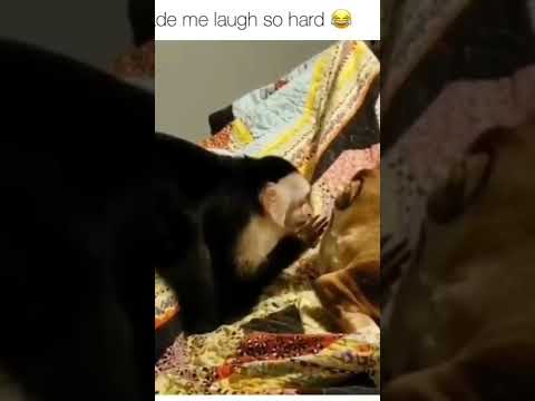 Whats Inside Dogs Butthole!