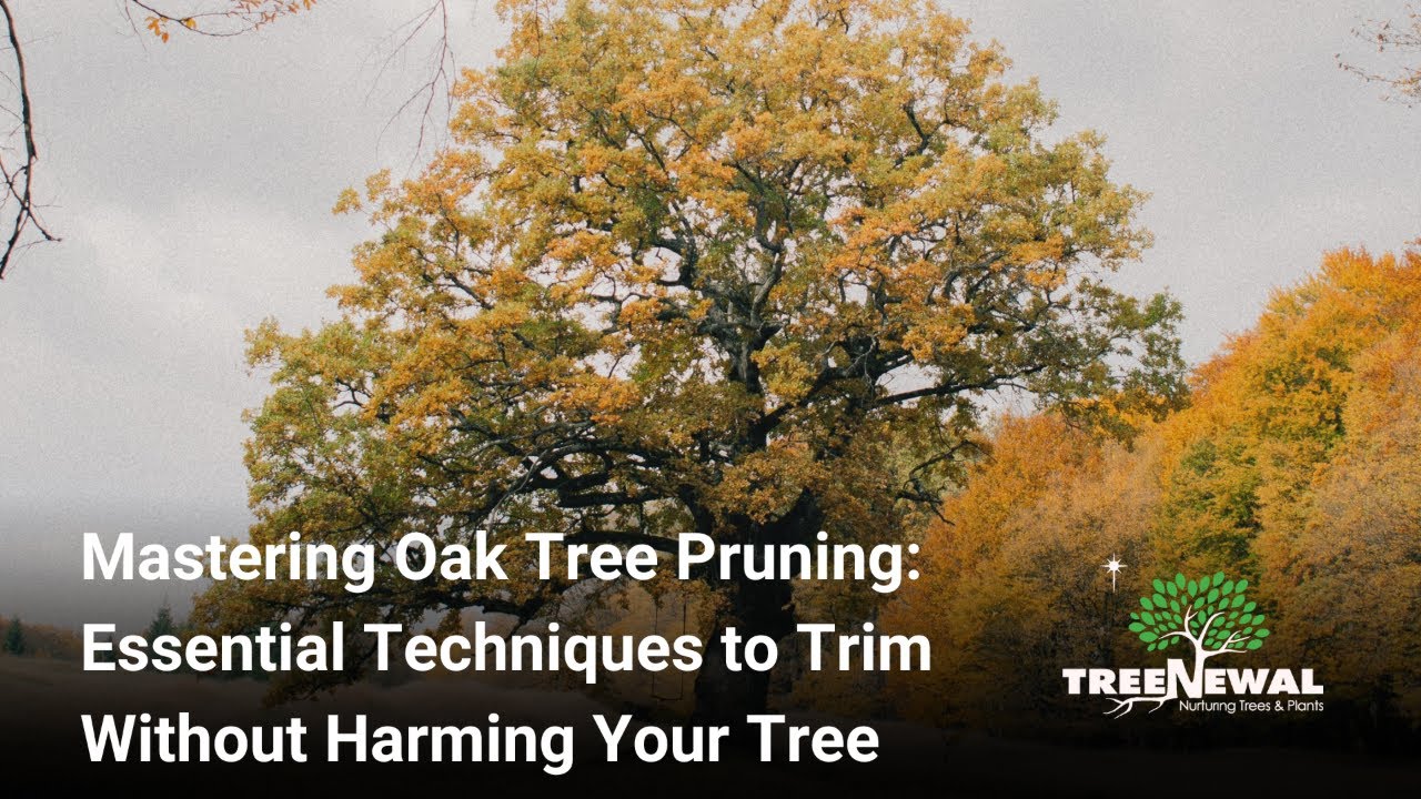 Mastering Oak Tree Pruning  Essential Techniques to Trim Without Harming Your Tree