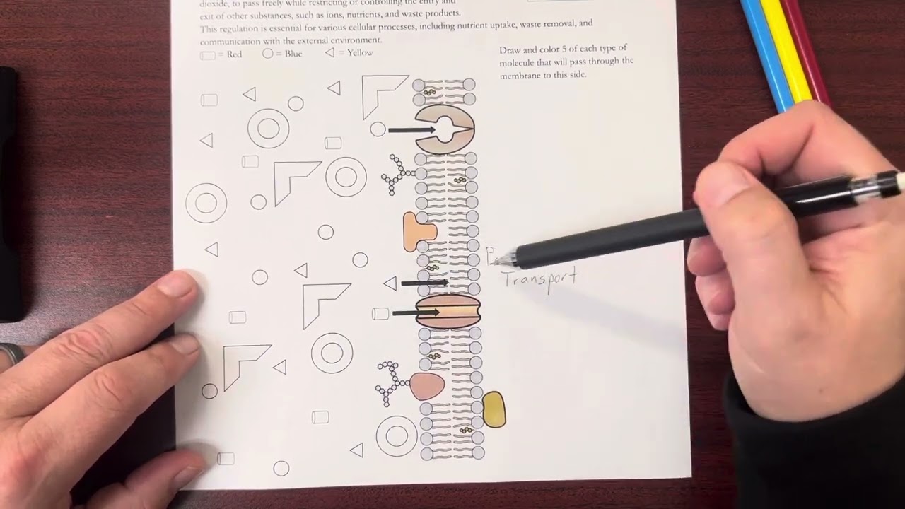 Selectively Permeable Membrane