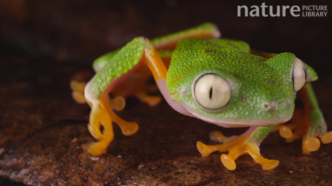 Leaf frog blinking its eyes and turning around, Orellana Province, Ecuador.