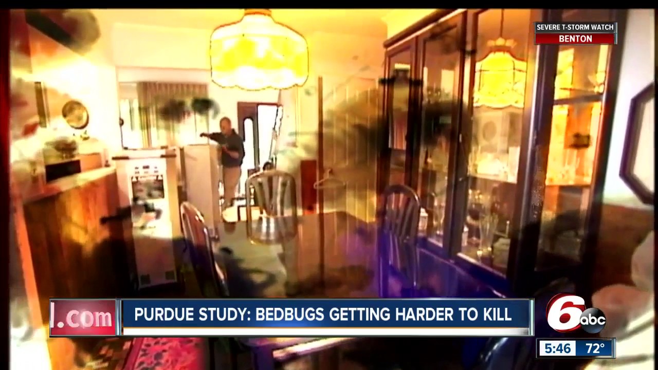 Purdue Study: Bedbugs getting harder to kill