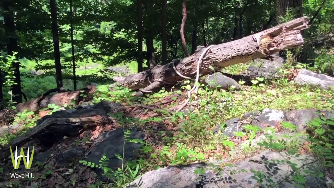 Eco-Urgency: A Mediated Walk with Susan Rowe Harrison