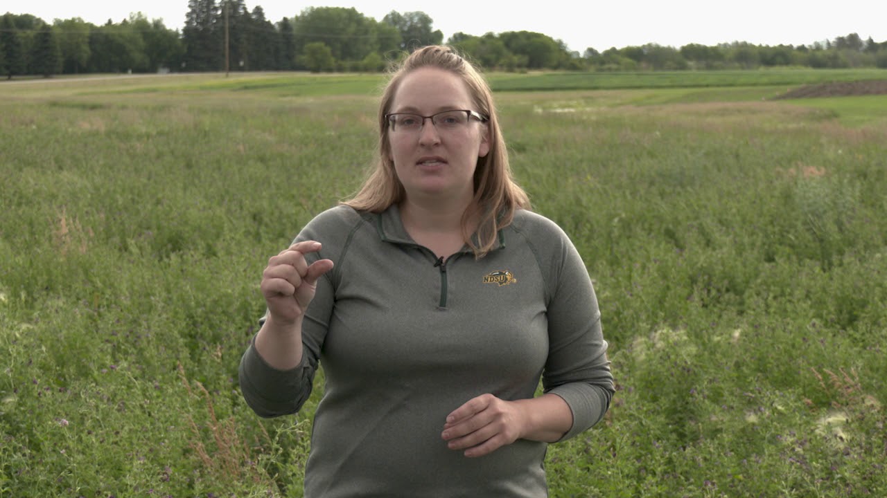 NCREC Rachel Wald: Fertilizing Alfalfa