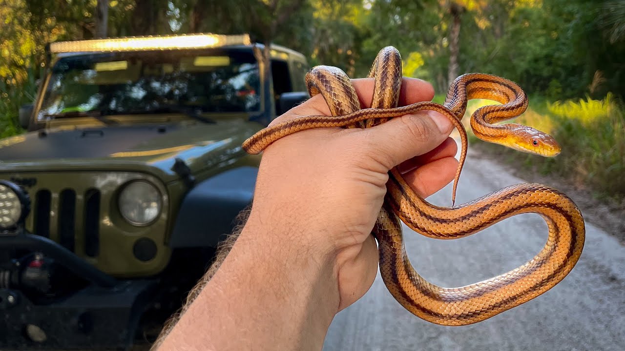 Florida’s 14 Most Common Snakes Every Resident Should Know (2026)