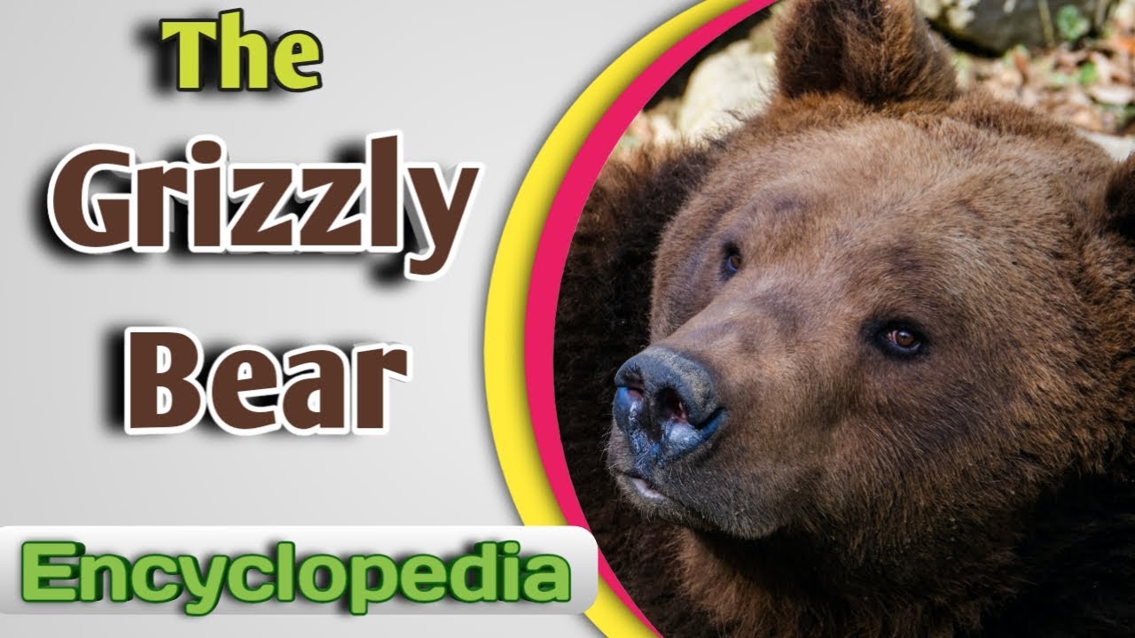 Grizzly Bear – Audio / Video Encyclopedia