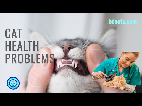 Common Cat Health Problems: Proven Strategies for a Thriving Kitty