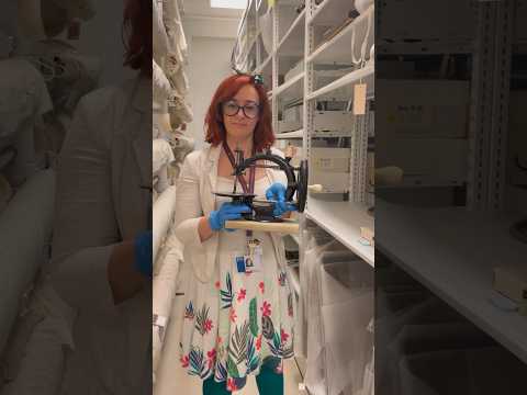 Sneak Peek into Museum Storage