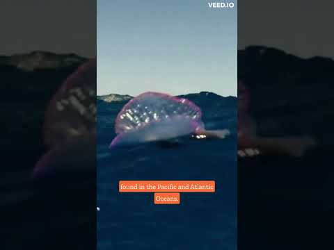 Dangerous Beauty of the Portuguese Man-of-War: The Significance of Physalia physalis in the Oceans.